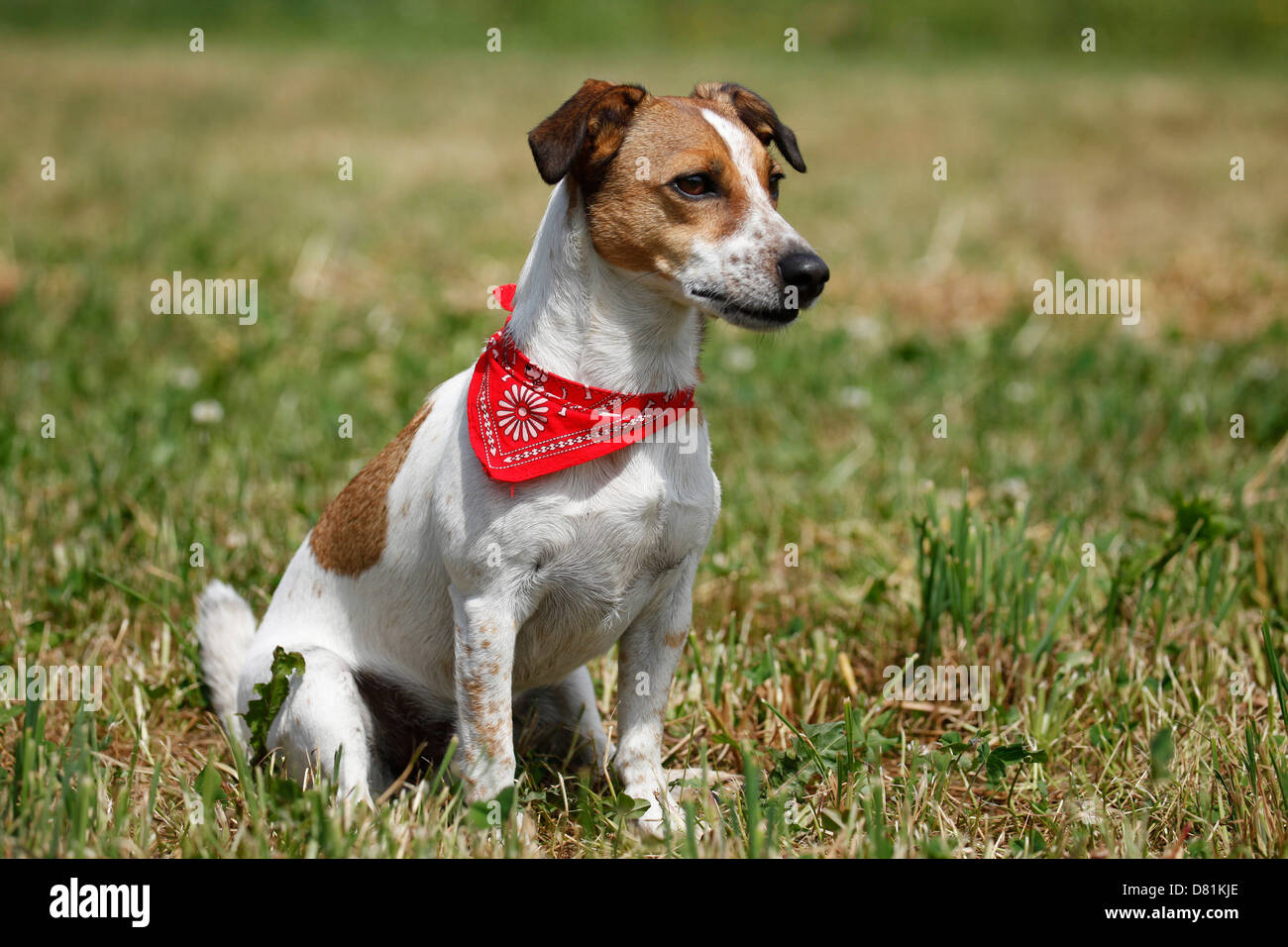 sitting Jack Russell Terrier Stock Photo - Alamy