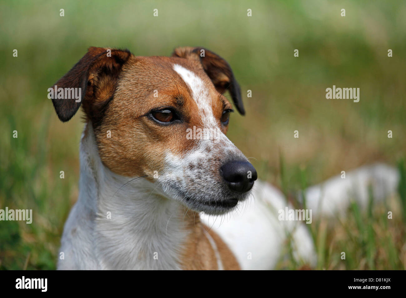 Jack Russell Terrier Portrait Stock Photo - Alamy
