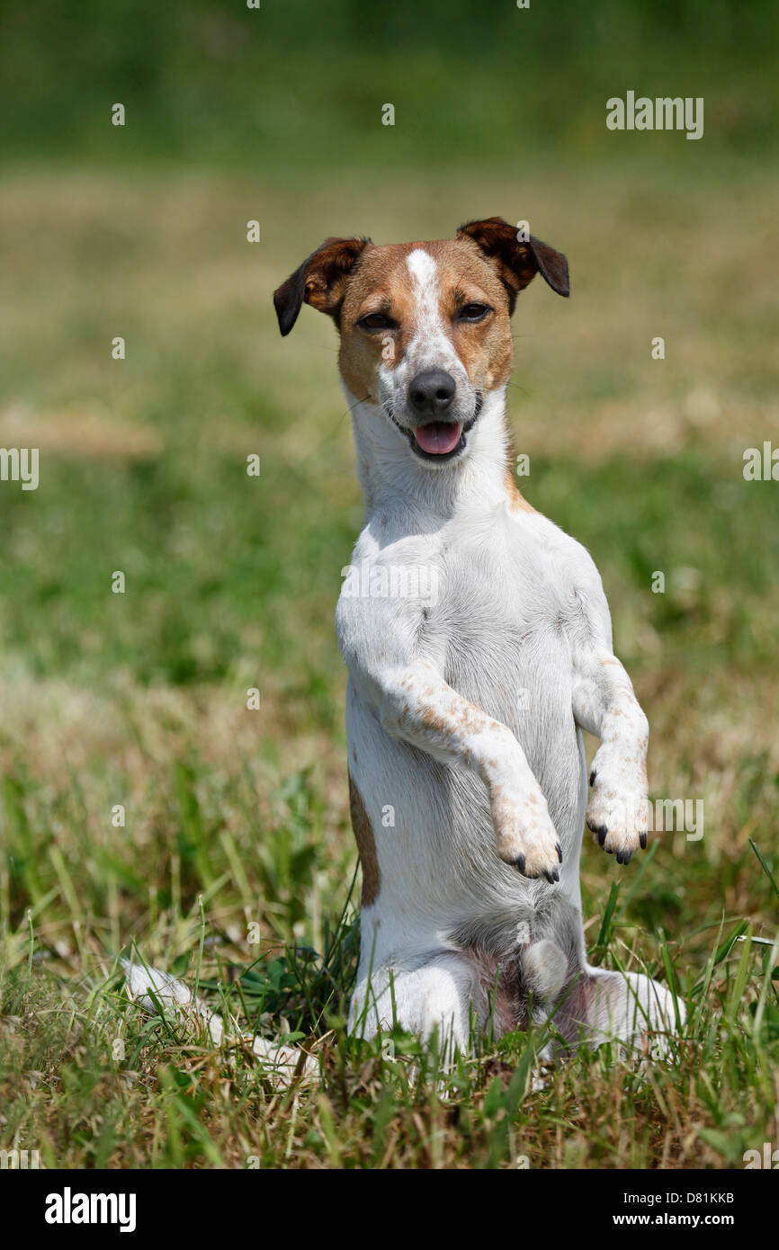 Jack Russell Terrier shows trick Stock Photo - Alamy