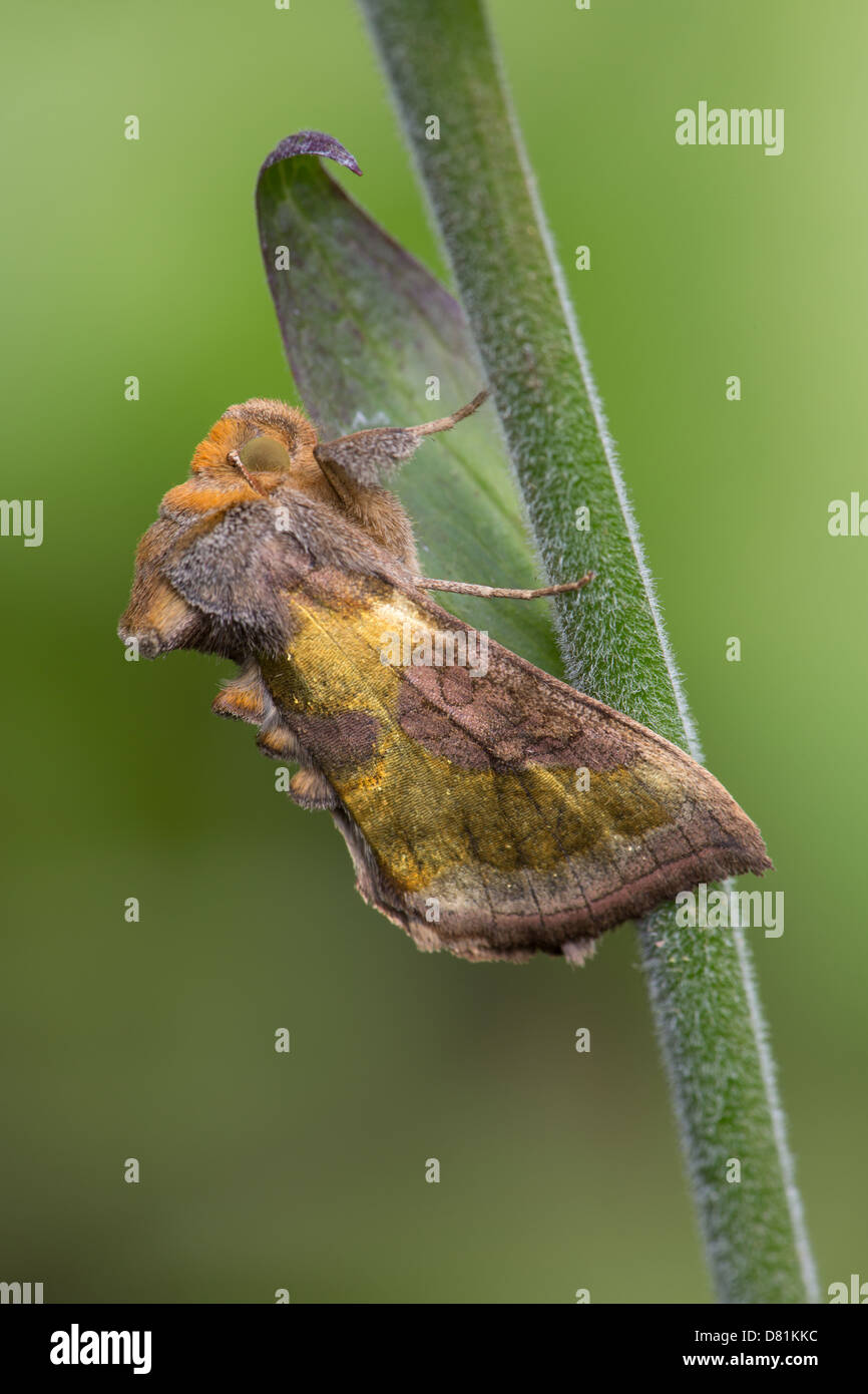 Burnished Brass Moth, Diachrysia chrysitis Stock Photo - Alamy