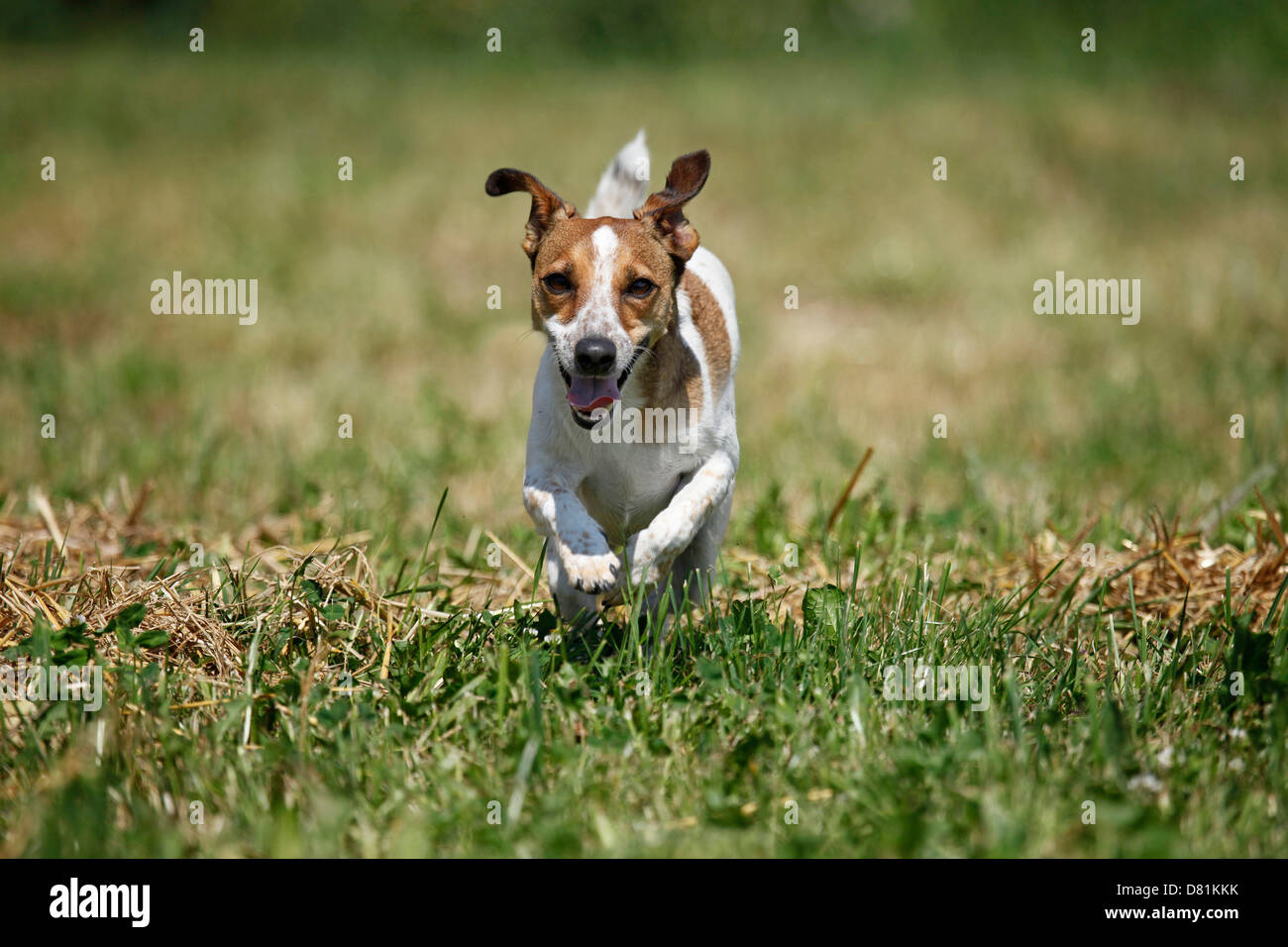 running Parson Russell Terrier Stock Photo - Alamy
