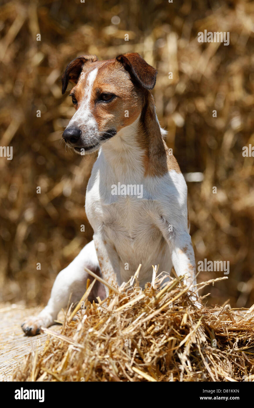 sitting Jack Russell Terrier Stock Photo - Alamy