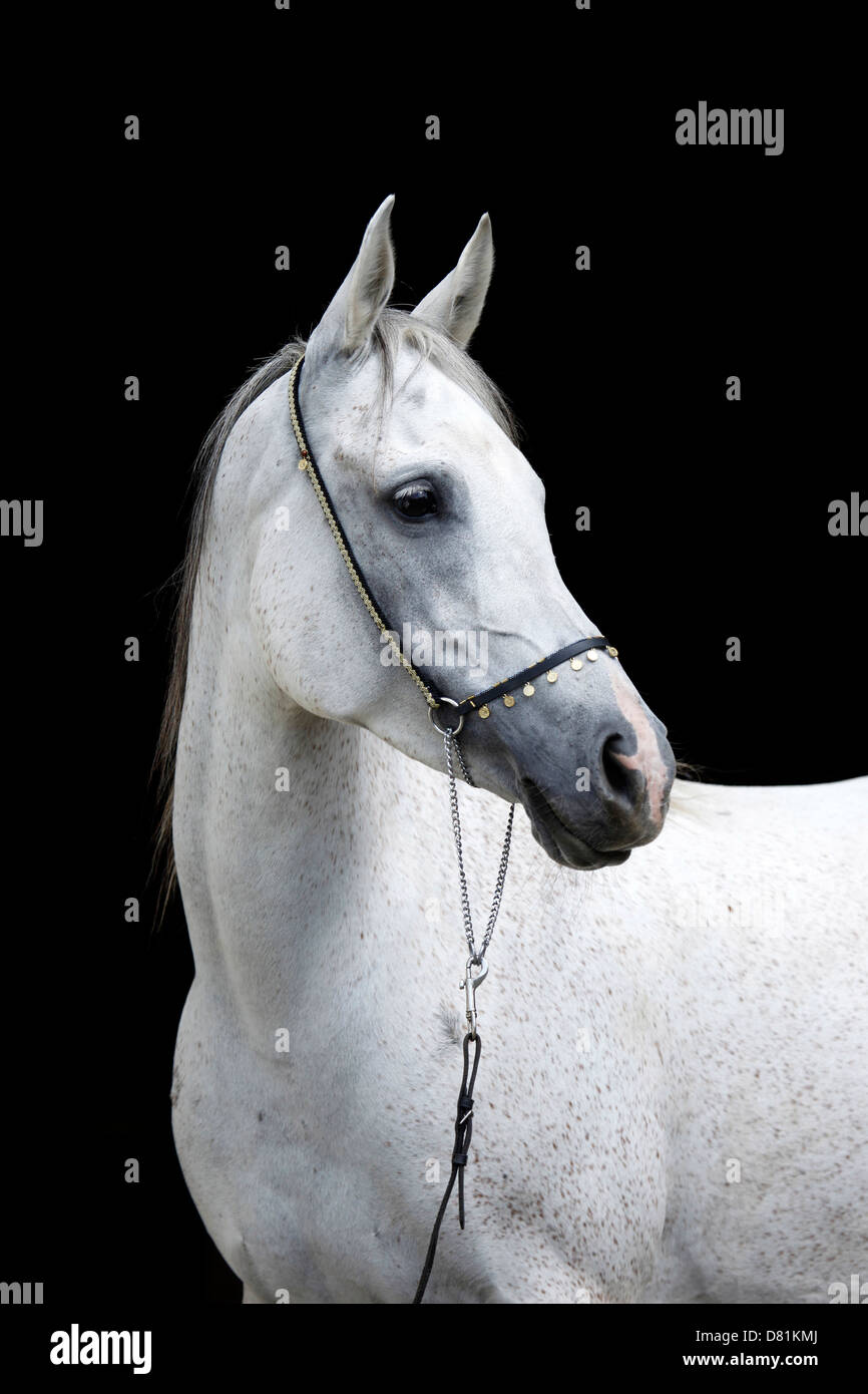 arabian horse portrait Stock Photo - Alamy