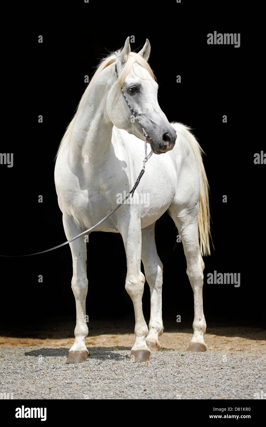 Arabian stallion white horse hi-res stock photography and images - Alamy