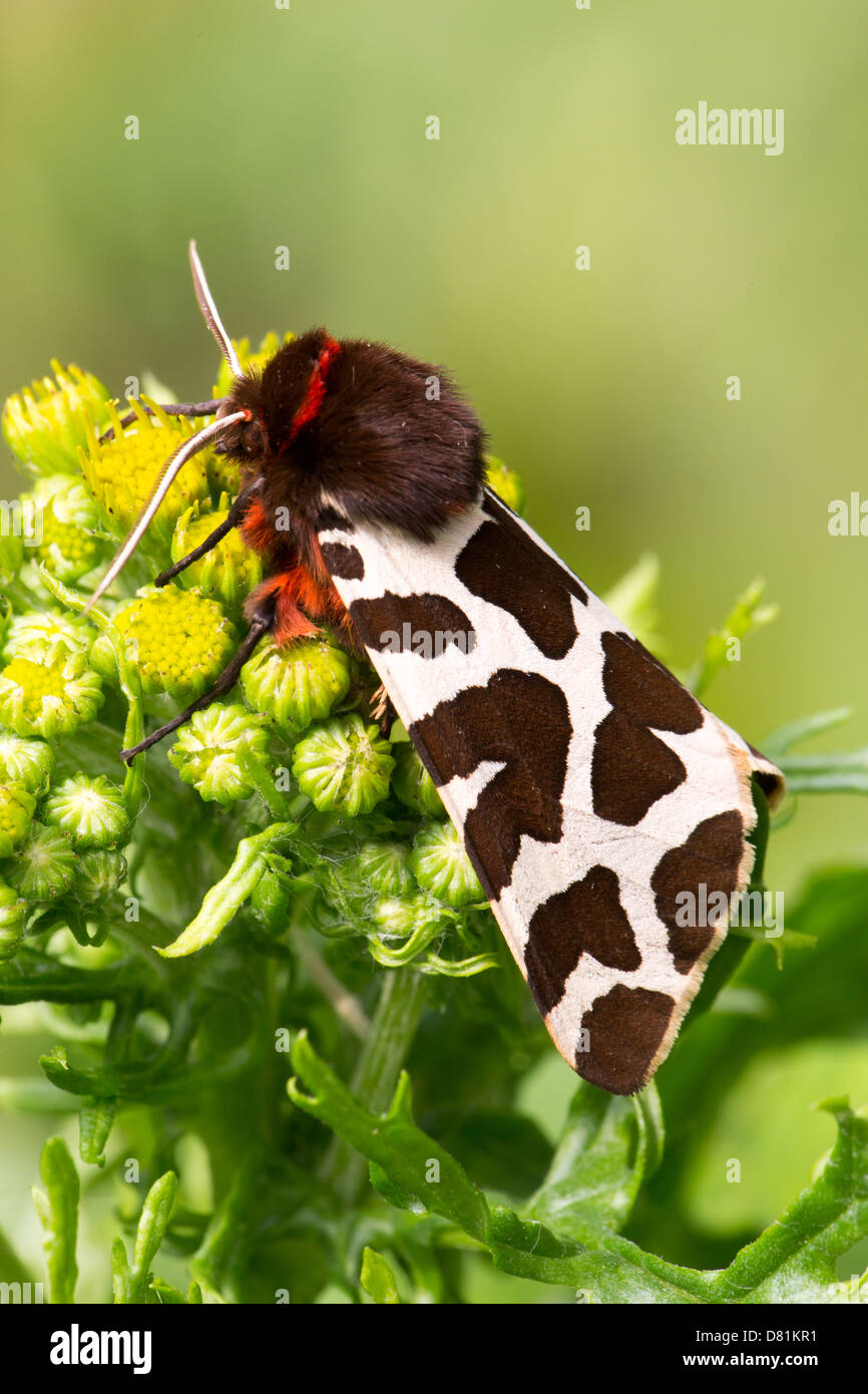 Garden Tiger Moth, Arctia caja Stock Photo - Alamy