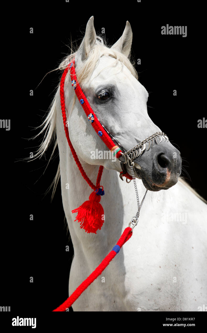arabian horse portrait Stock Photo - Alamy