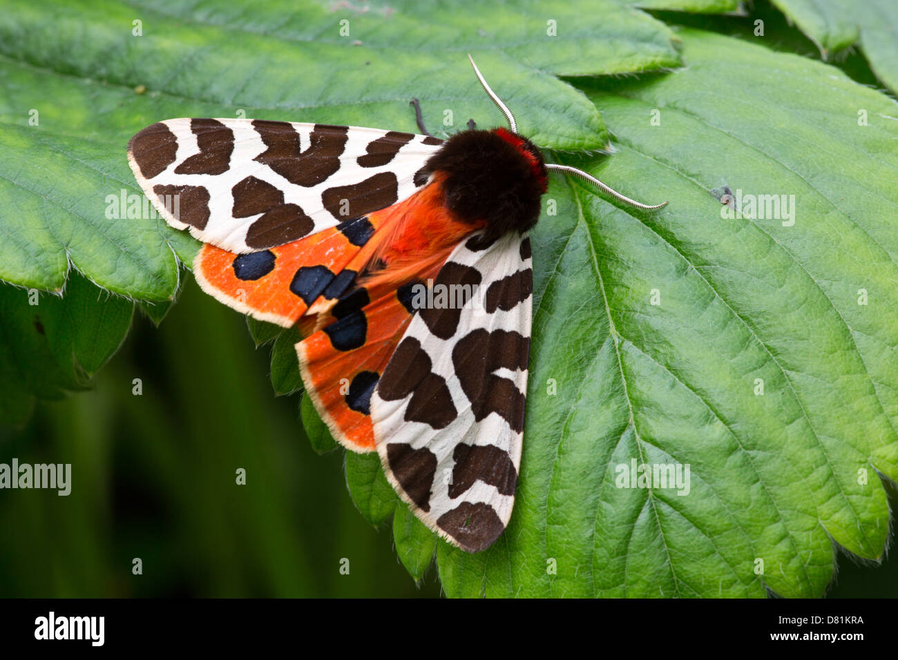 Garden tiger moth hi-res stock photography and images - Alamy