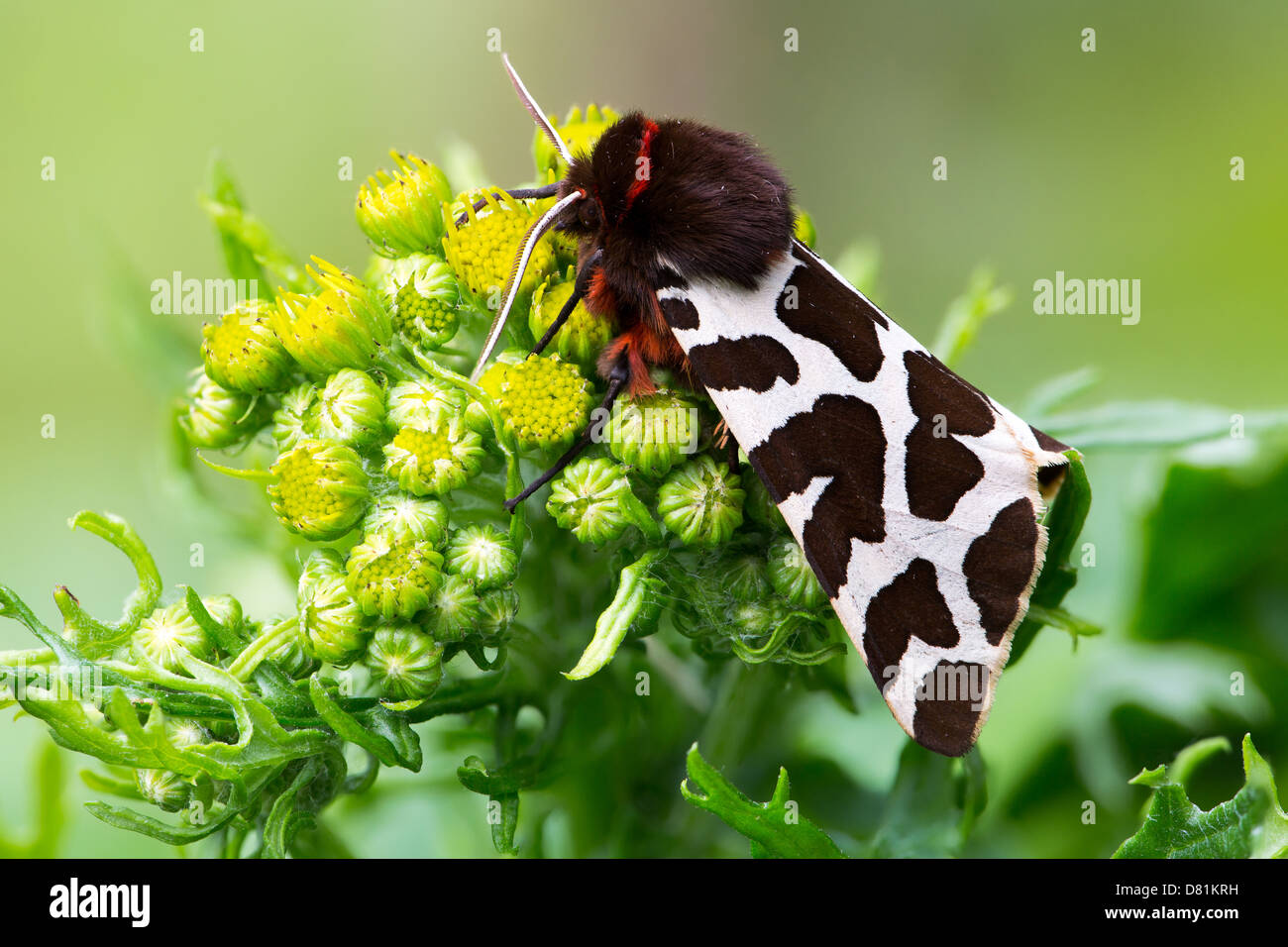 Garden Tiger Moth, Arctia caja Stock Photo - Alamy