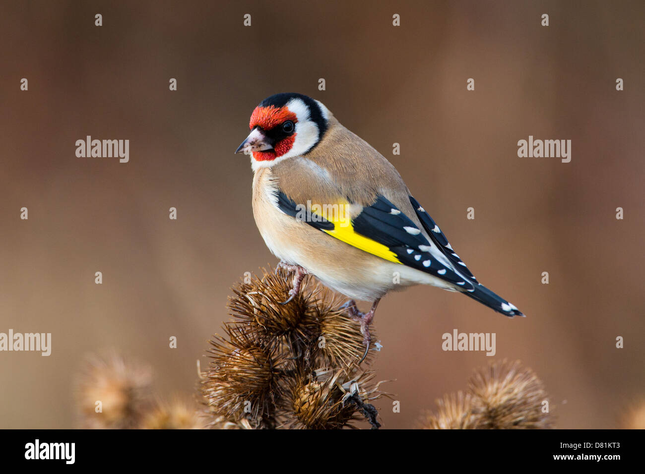 Goldfinch hi-res stock photography and images - Alamy