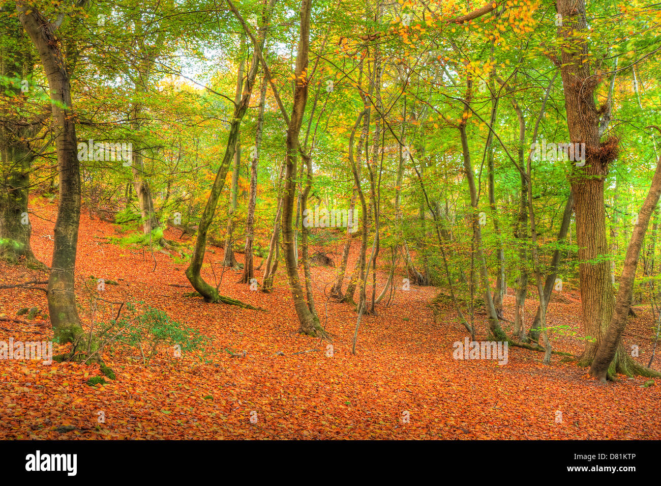 Beautiful landscape image of forest covered in Autumn Fall color ...