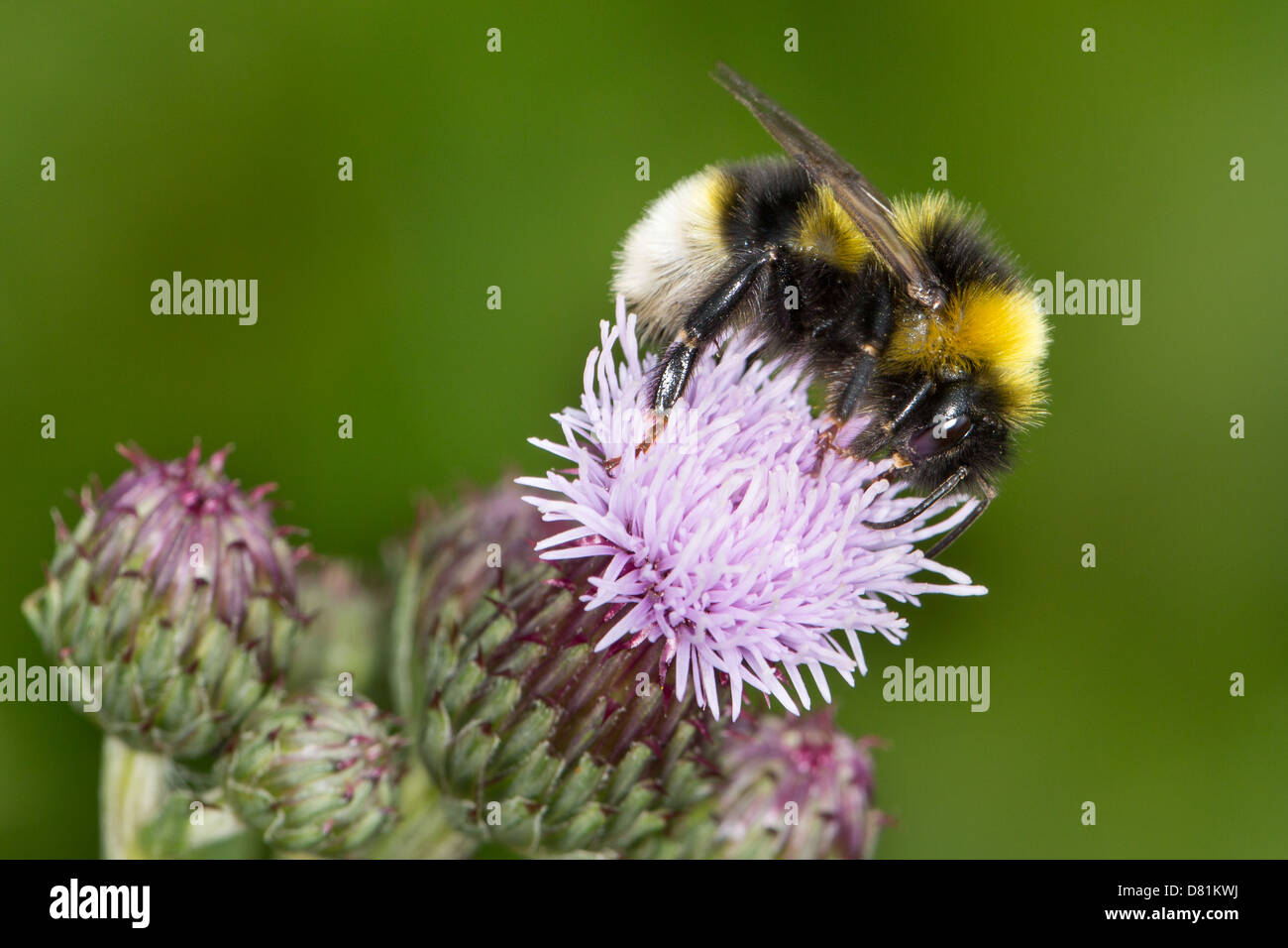 Gypsy Cuckoo Bumblebee, Bombus bohemicus, feeding on Creeping Thistle ...