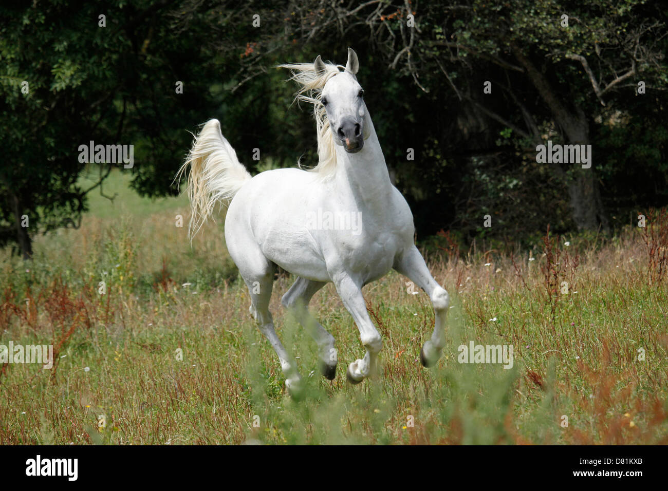 galloping arabian horse Stock Photo - Alamy