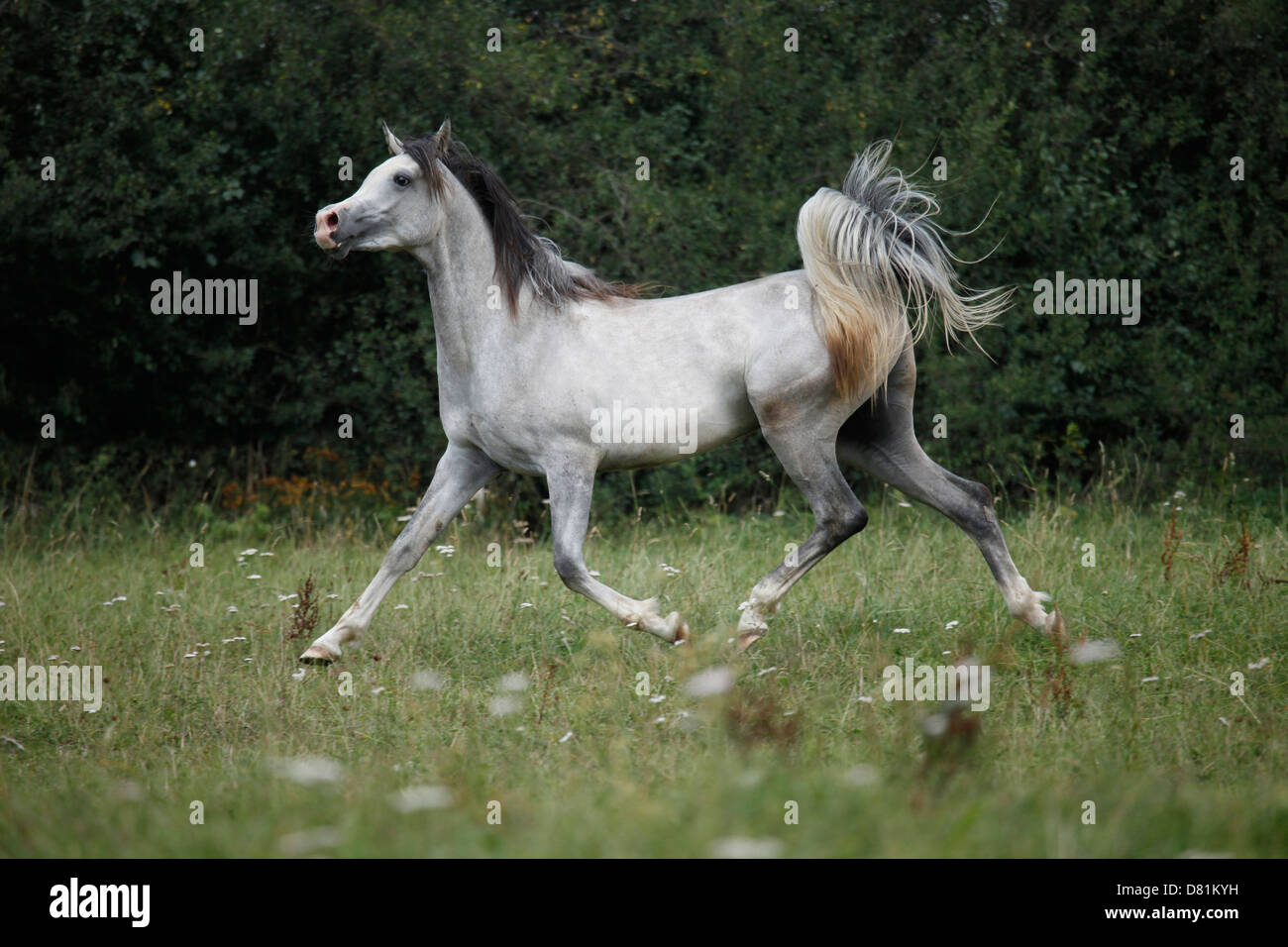 trotting arabian horse Stock Photo - Alamy