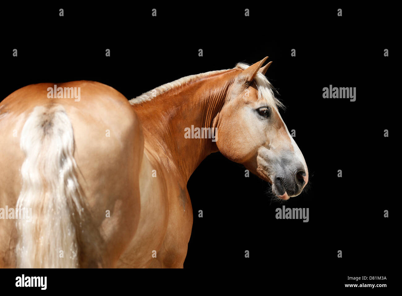 Haflinger horse portrait Stock Photo - Alamy