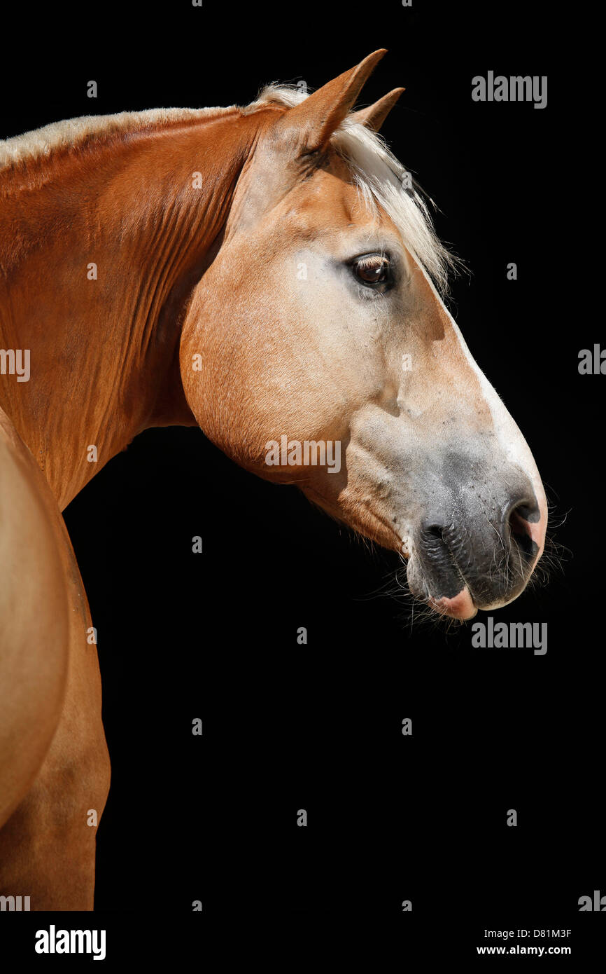 Haflinger horse portrait Stock Photo - Alamy