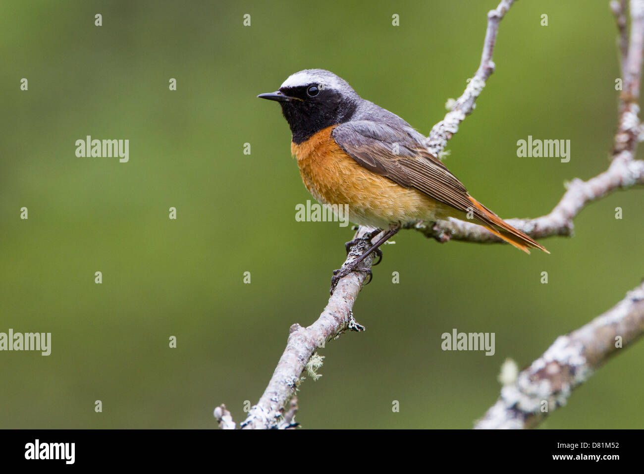 Male Common Redstart, Phoenicurus phoenicurus Stock Photo - Alamy