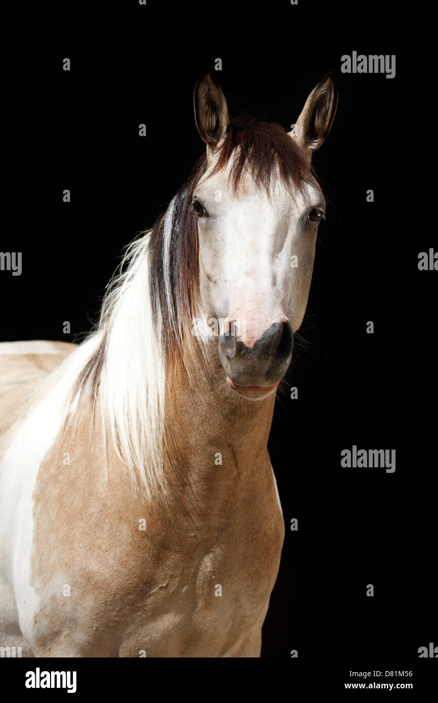 Little pinto hi-res stock photography and images - Alamy