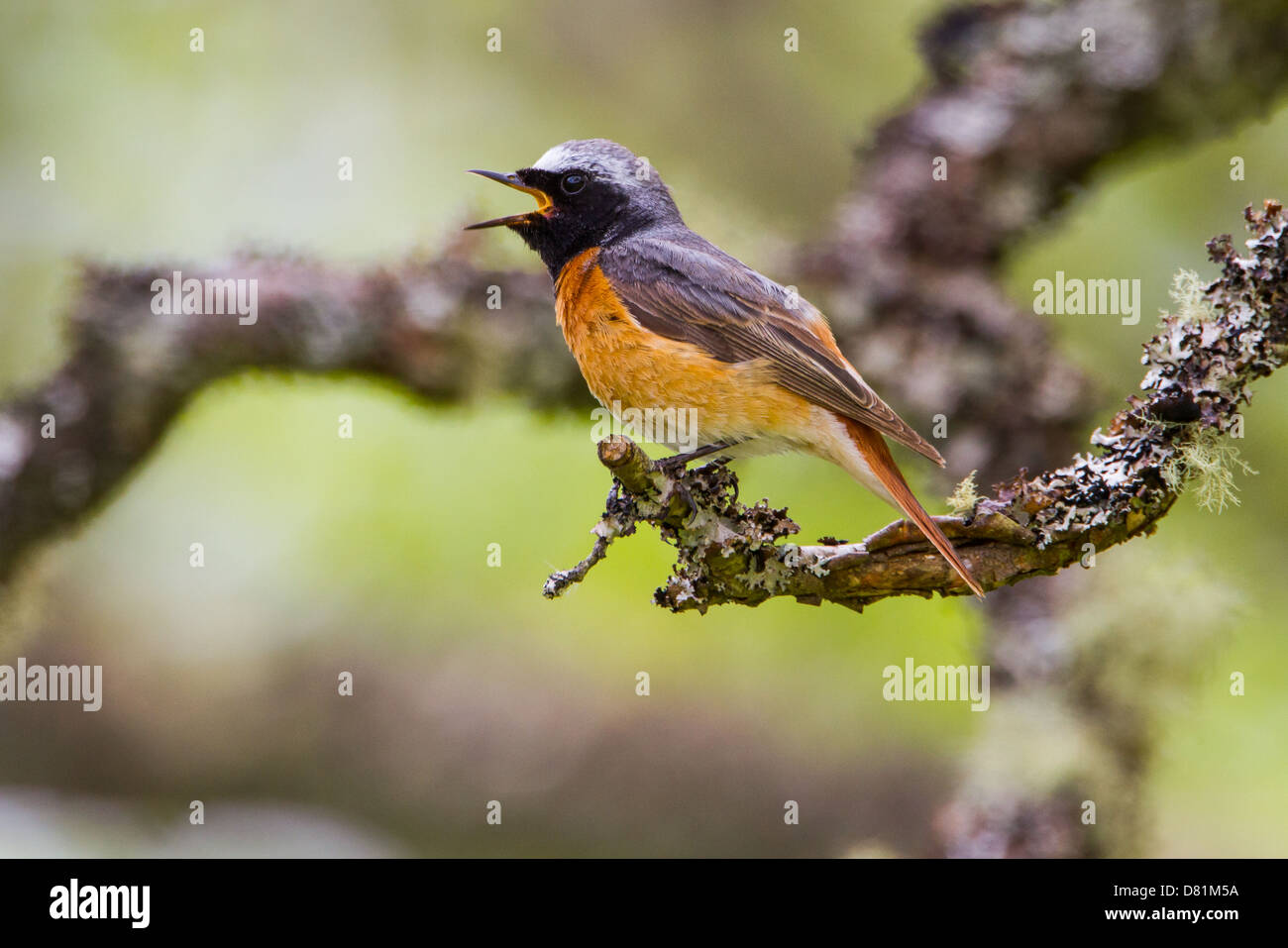 Male Common Redstart, Phoenicurus phoenicurus Stock Photo - Alamy