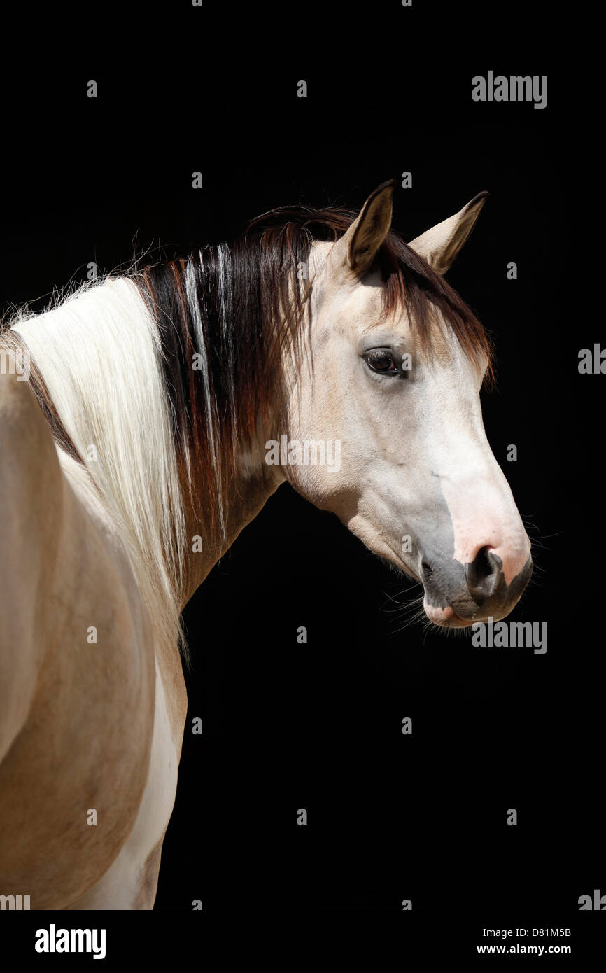 Little pinto hi-res stock photography and images - Alamy