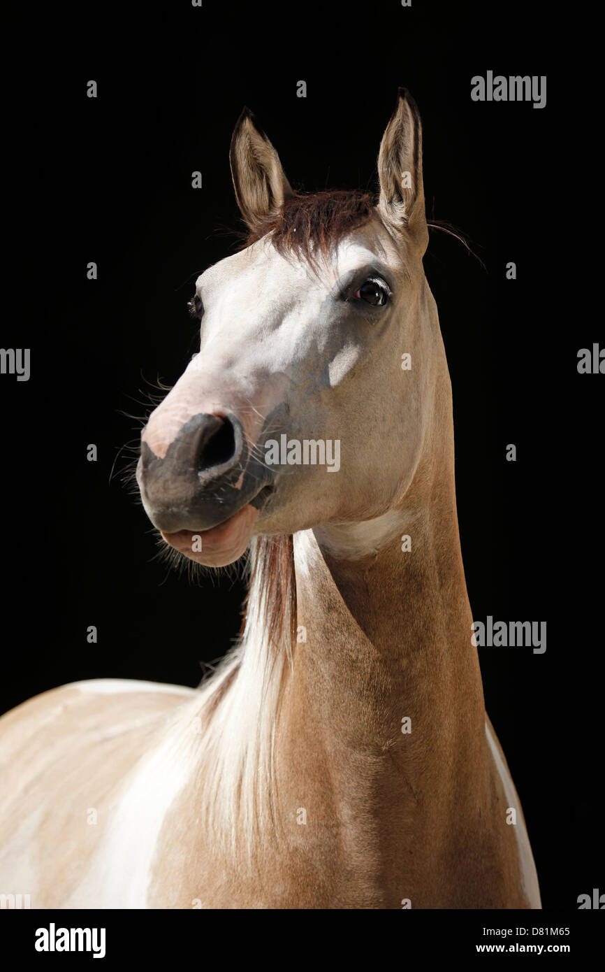 Little pinto hi-res stock photography and images - Alamy