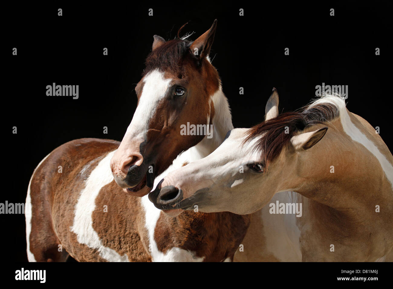Two pinto horses hi-res stock photography and images - Alamy