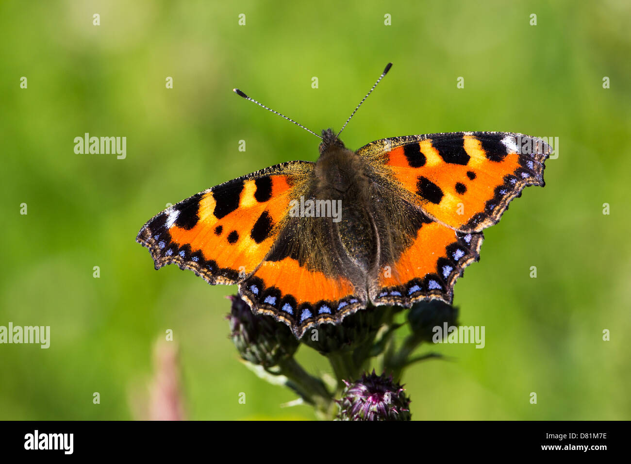 Small Tortoiseshell Butterfly, Aglais urticae Stock Photo - Alamy