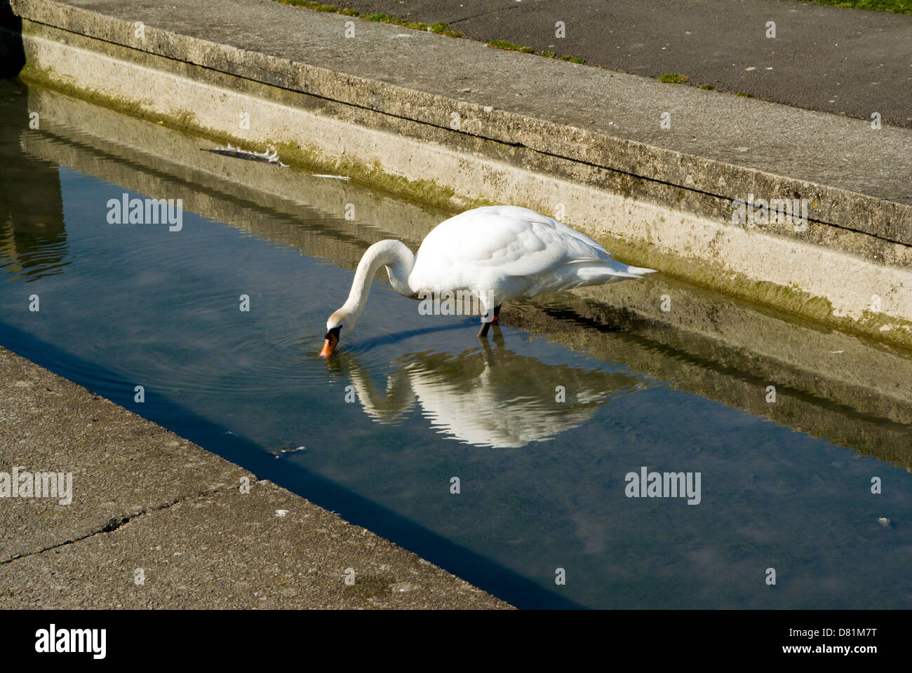 Welsh swan hi-res stock photography and images - Alamy