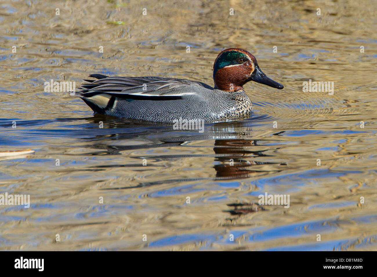 Eurasian teal anas crecca hi-res stock photography and images - Alamy