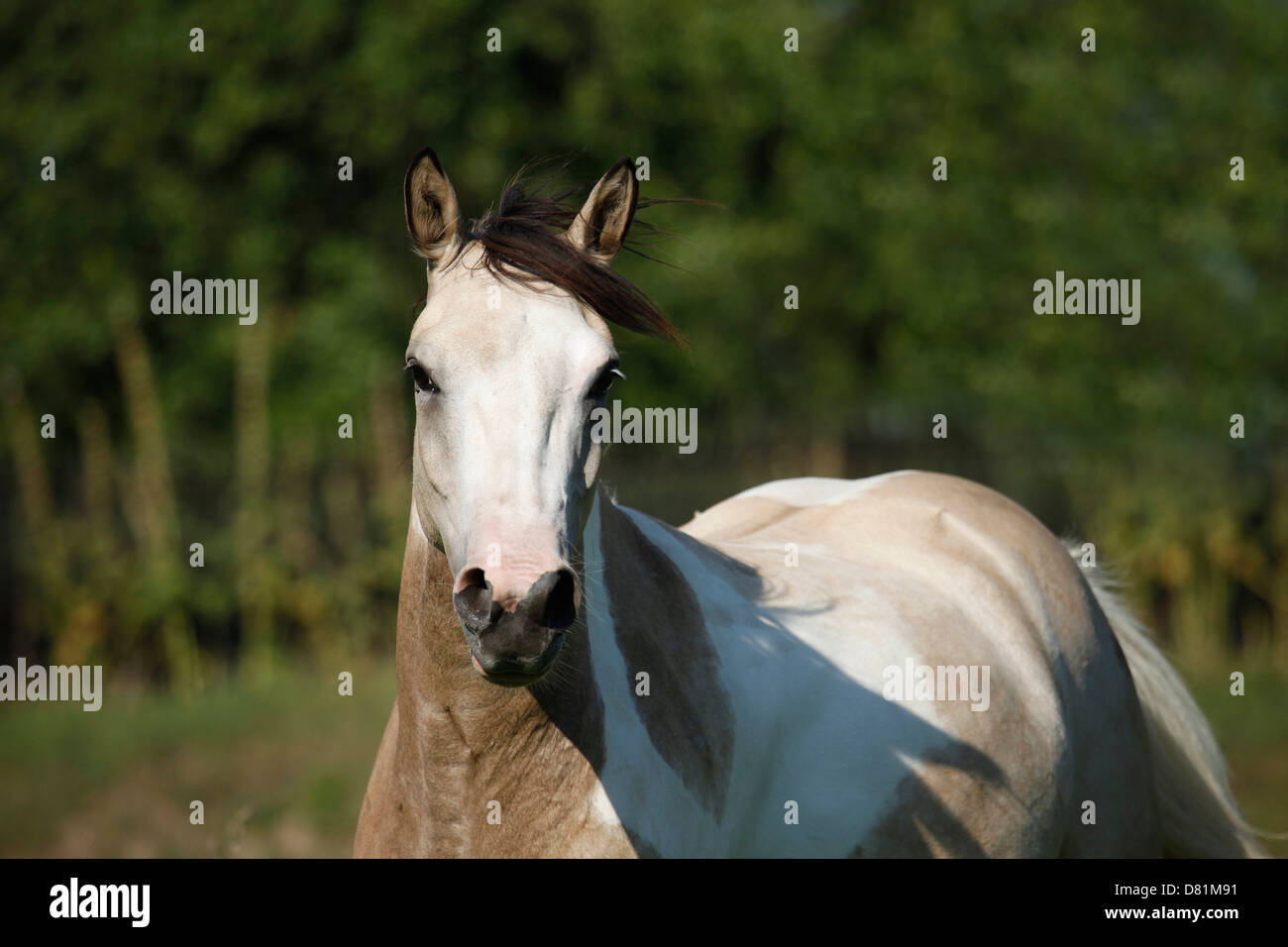 Little pinto hi-res stock photography and images - Alamy