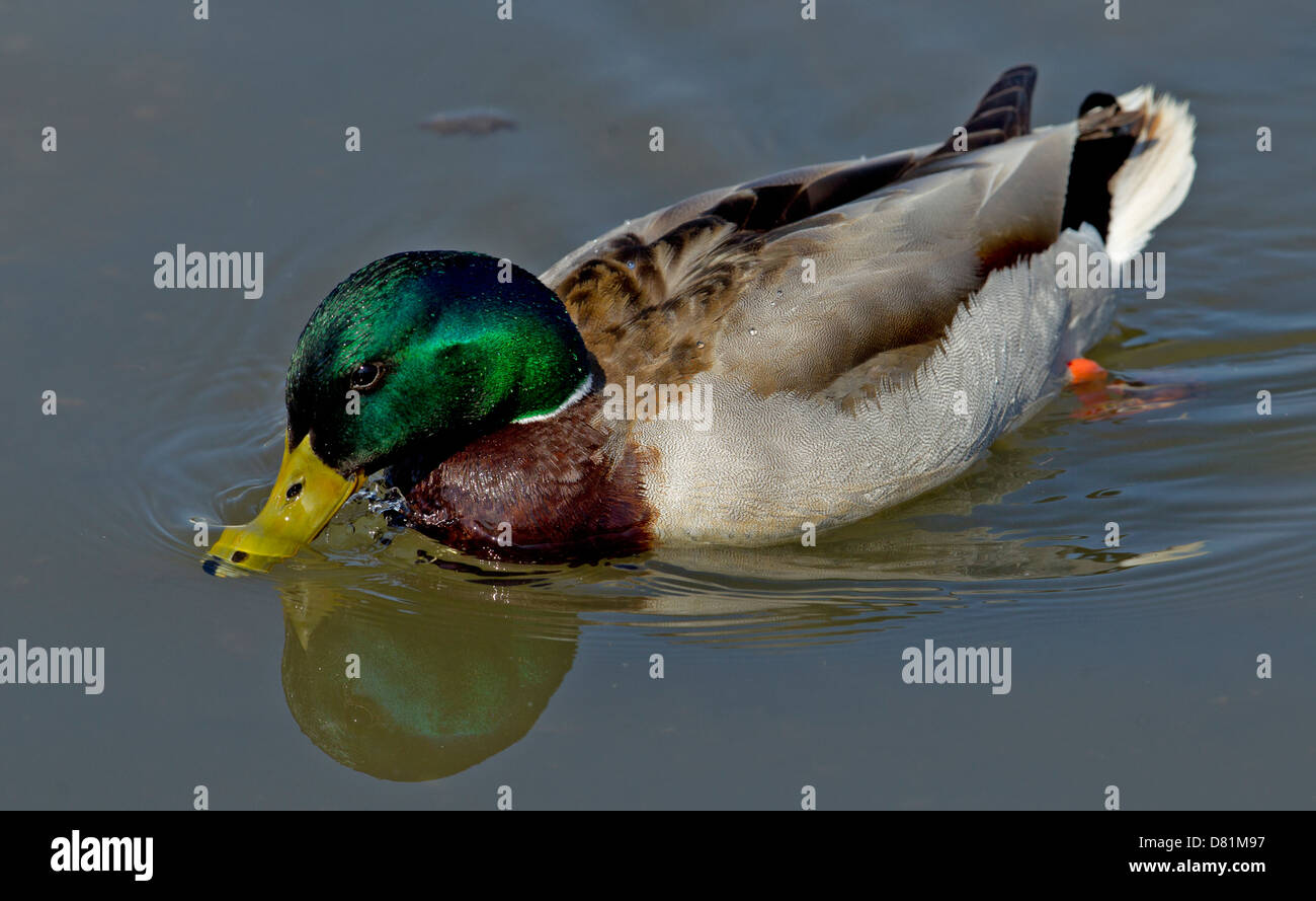 Mallard male young hi-res stock photography and images - Alamy