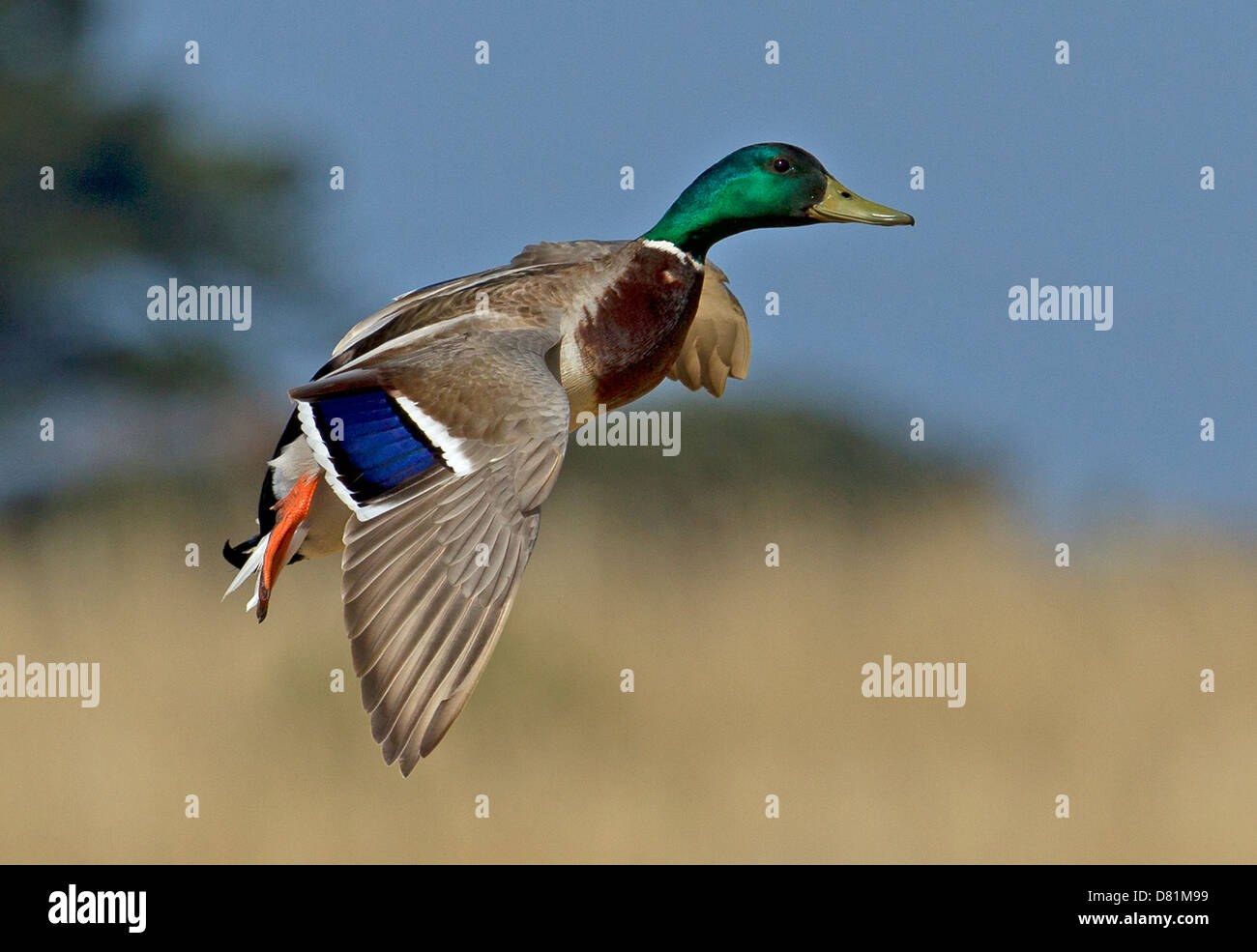 Male Mallard duck in flight about to land Stock Photo - Alamy