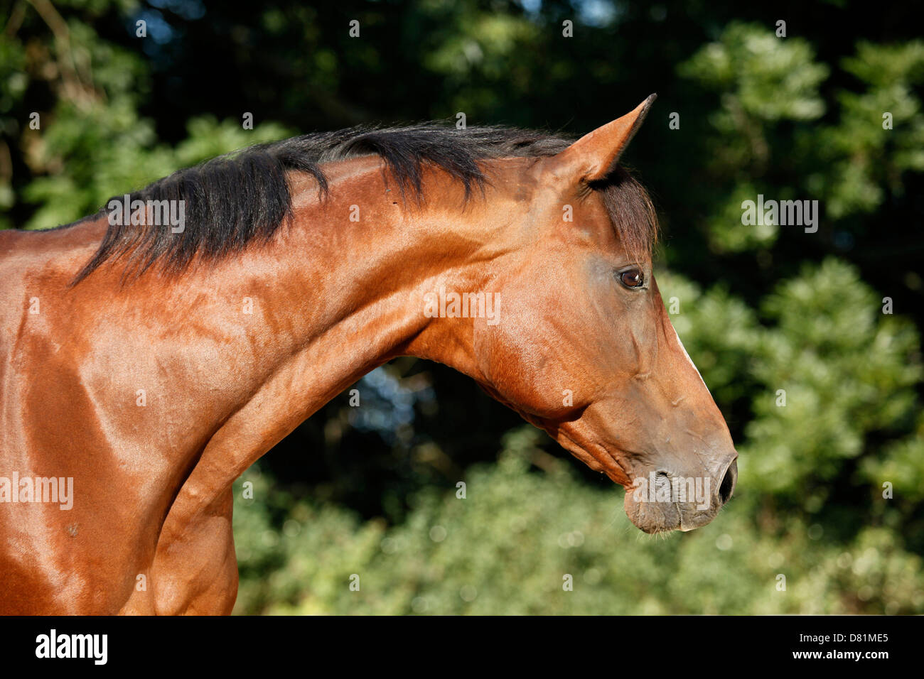 Half caste portrait hi-res stock photography and images - Alamy