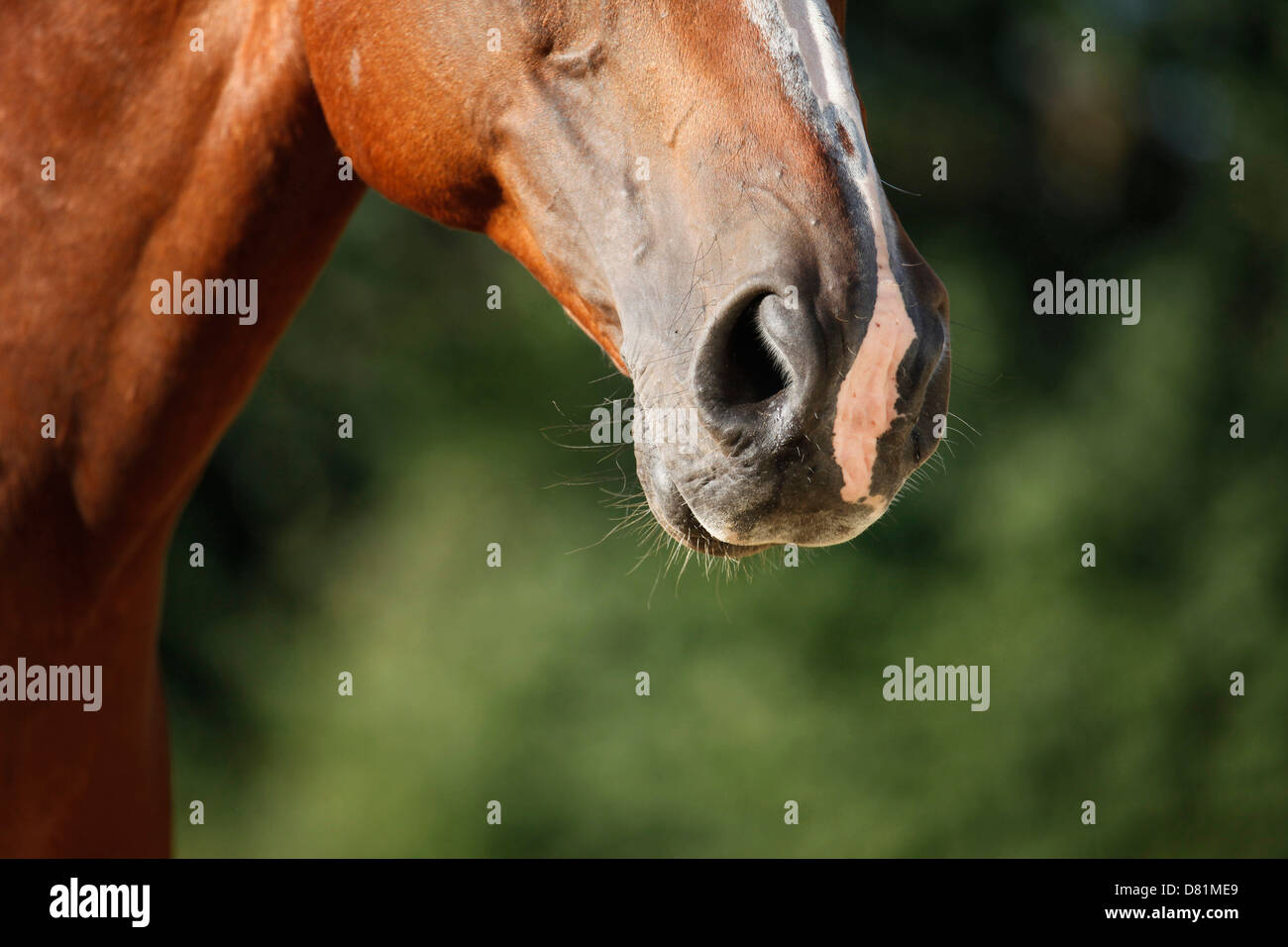 Caste marking hi-res stock photography and images - Alamy