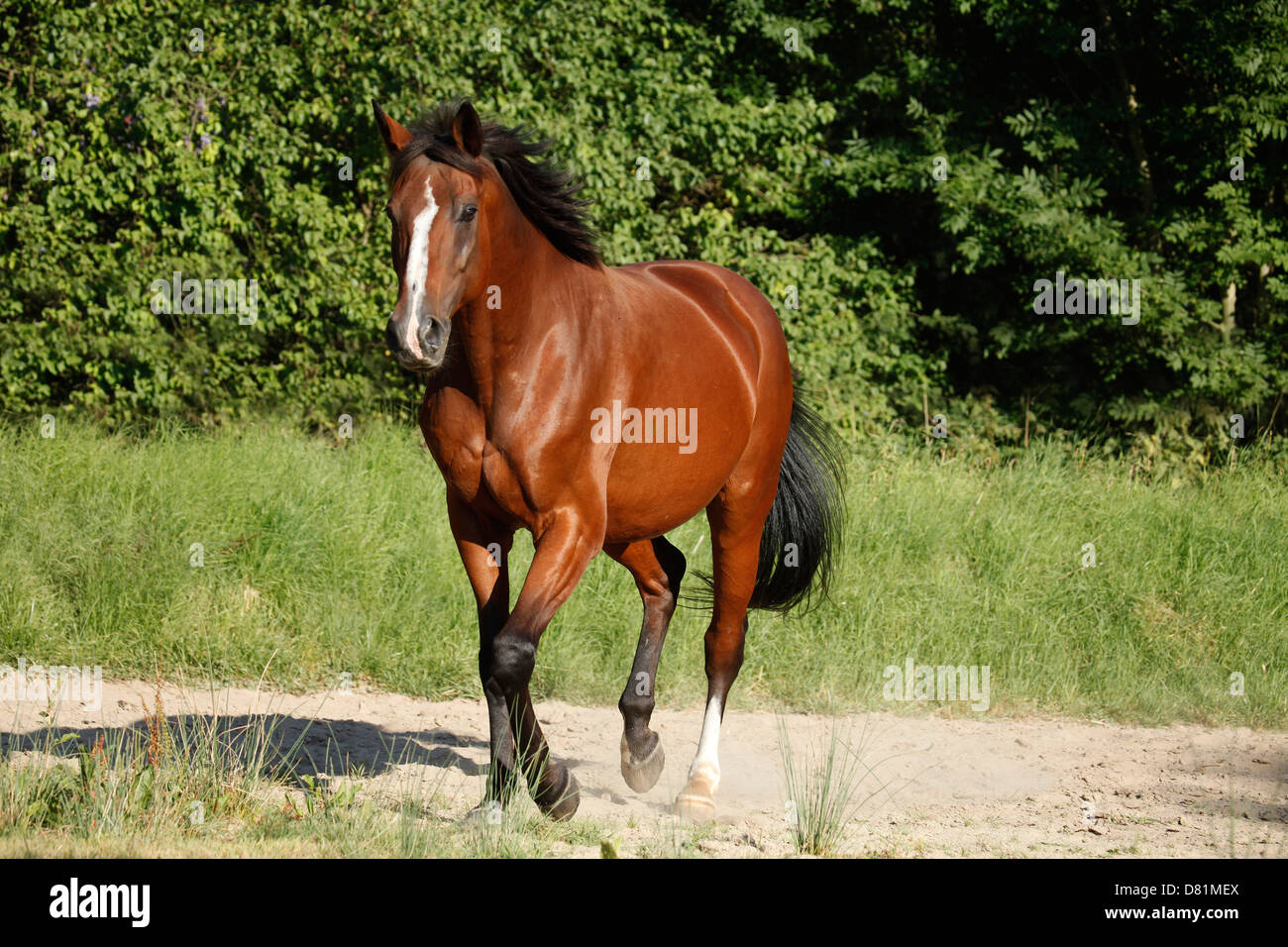 Caste marking hi-res stock photography and images - Alamy