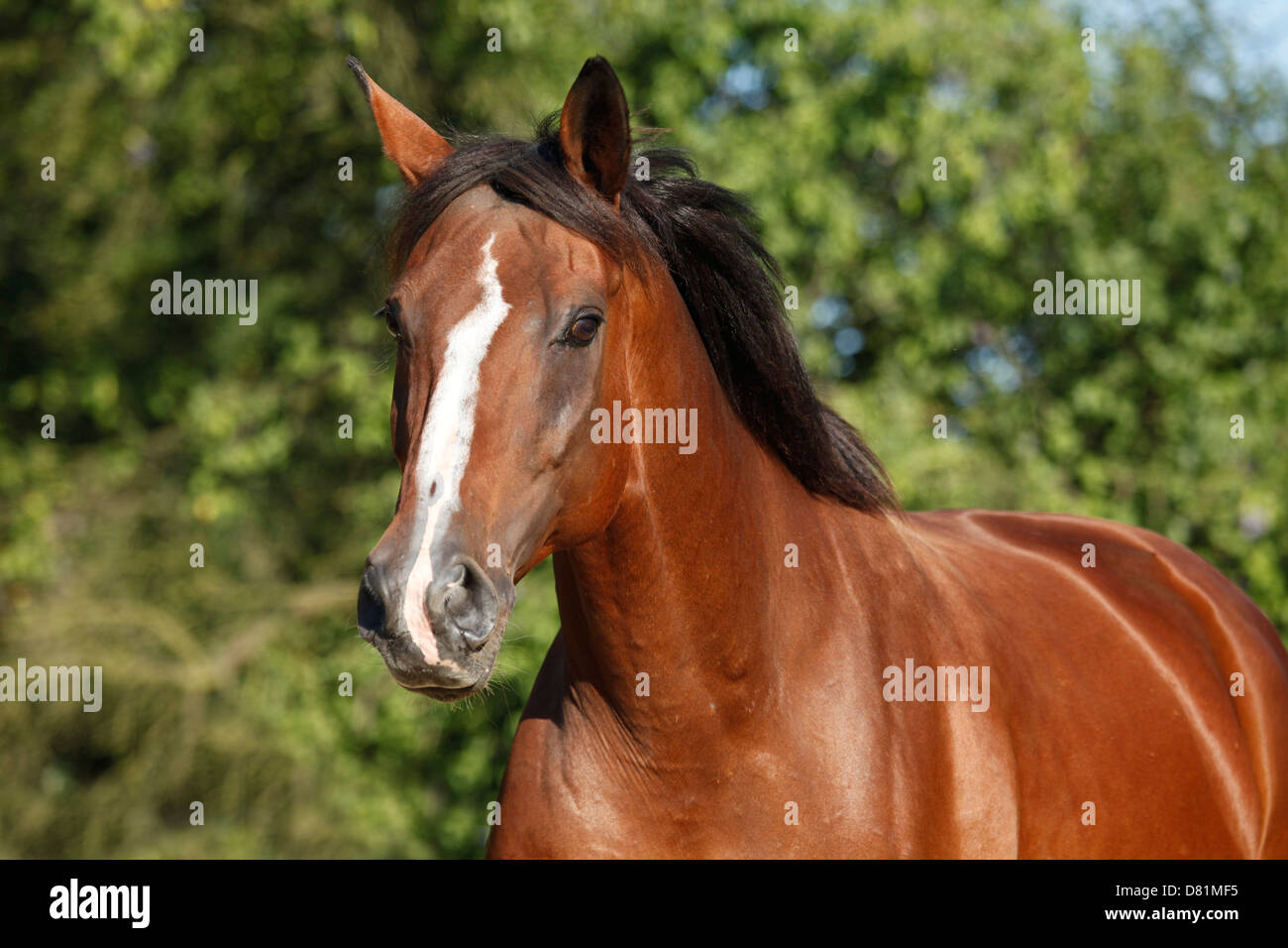 Caste marking hi-res stock photography and images - Alamy