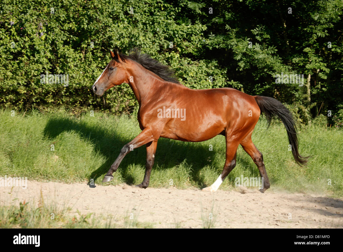 Half breds hi-res stock photography and images - Alamy