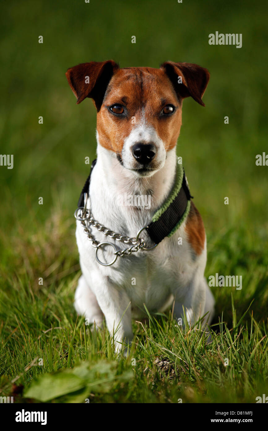 sitting Jack Russell Terrier Stock Photo - Alamy