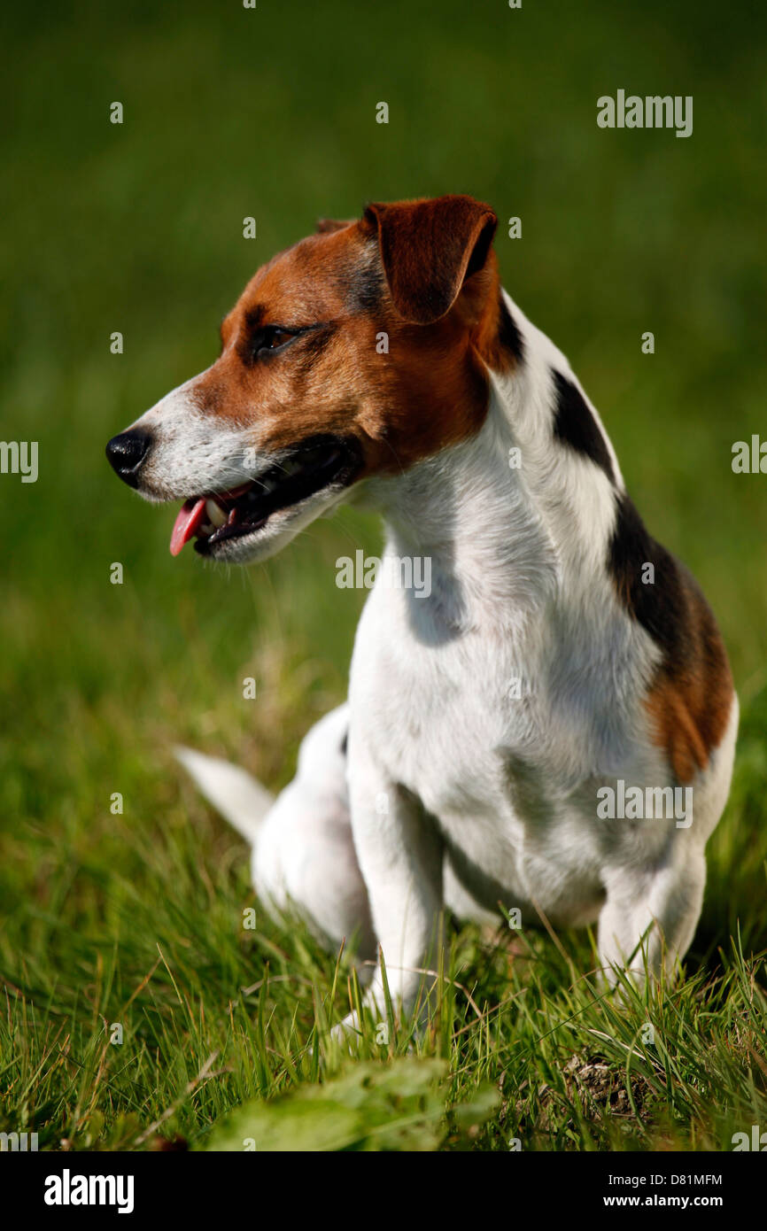 sitting Jack Russell Terrier Stock Photo - Alamy