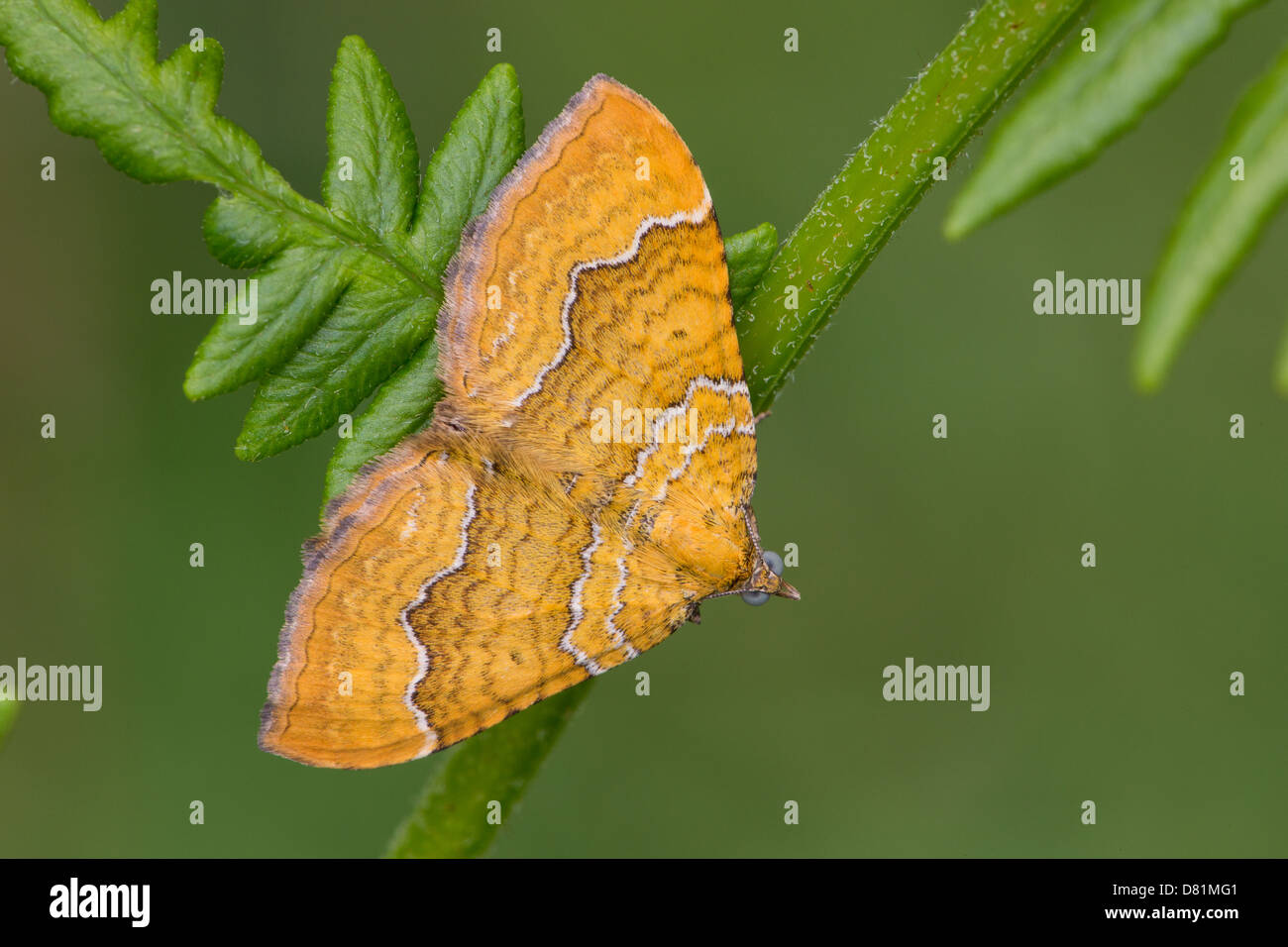 Yellow Shell Camptogramma bilineata bilineata moth Stock Photo - Alamy