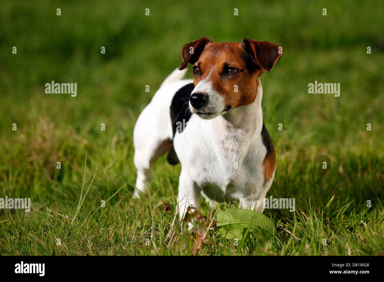 Jack Russell Terrier Stock Photo - Alamy