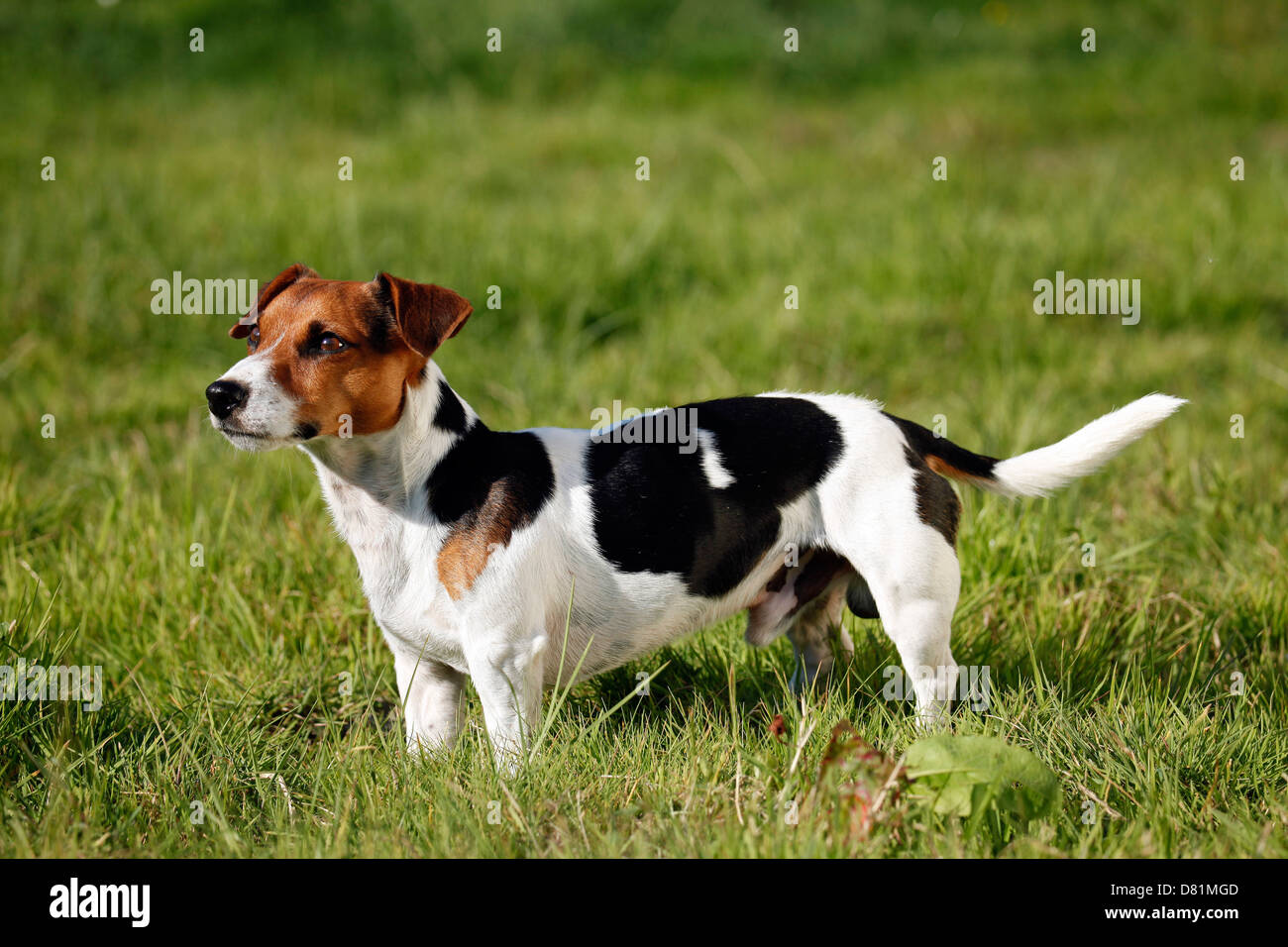 Jack Russell Terrier Stock Photo - Alamy
