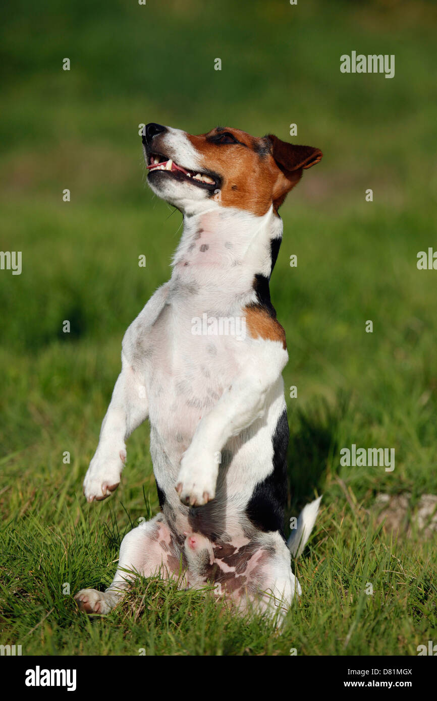 Jack Russell Terrier shows trick Stock Photo - Alamy