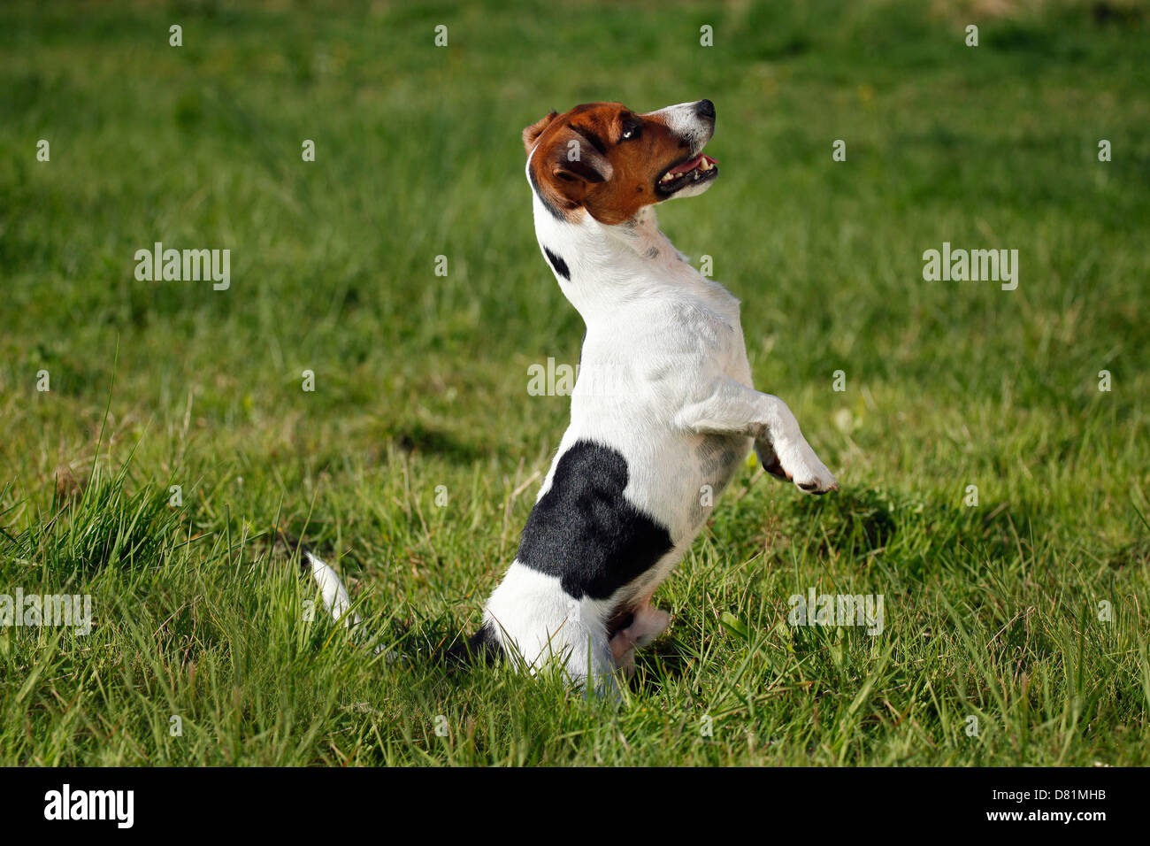 Jack Russell Terrier shows trick Stock Photo - Alamy