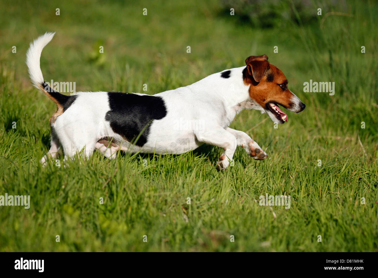 running Jack Russell Terrier Stock Photo - Alamy