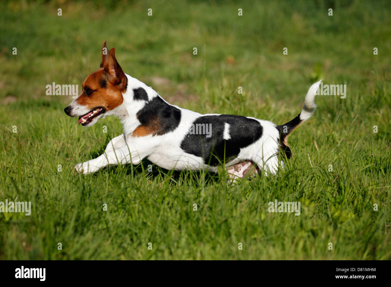 running Jack Russell Terrier Stock Photo - Alamy