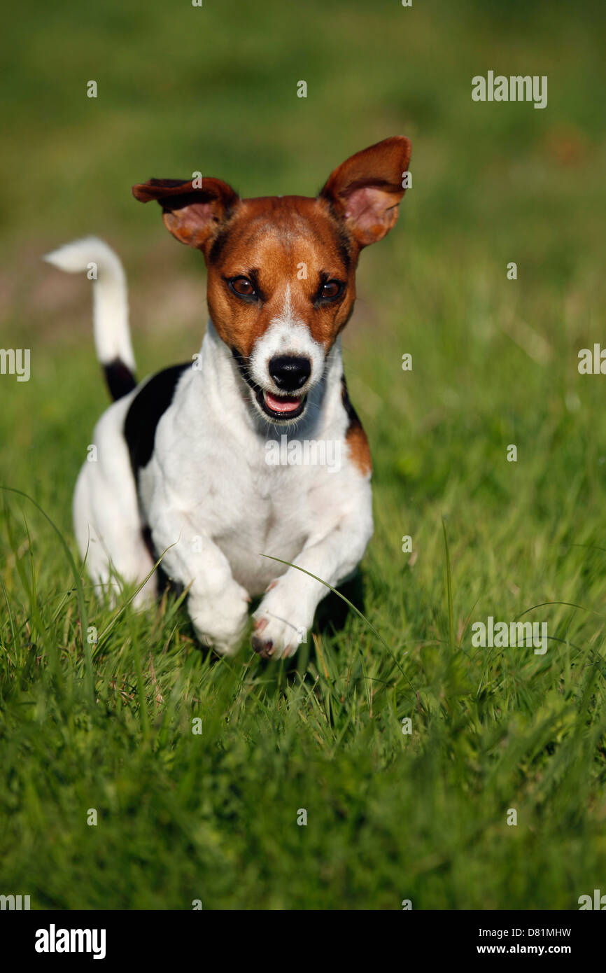 running Jack Russell Terrier Stock Photo - Alamy