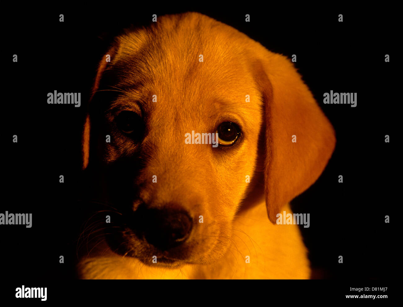 Yellow Labrador puppy Stock Photo - Alamy