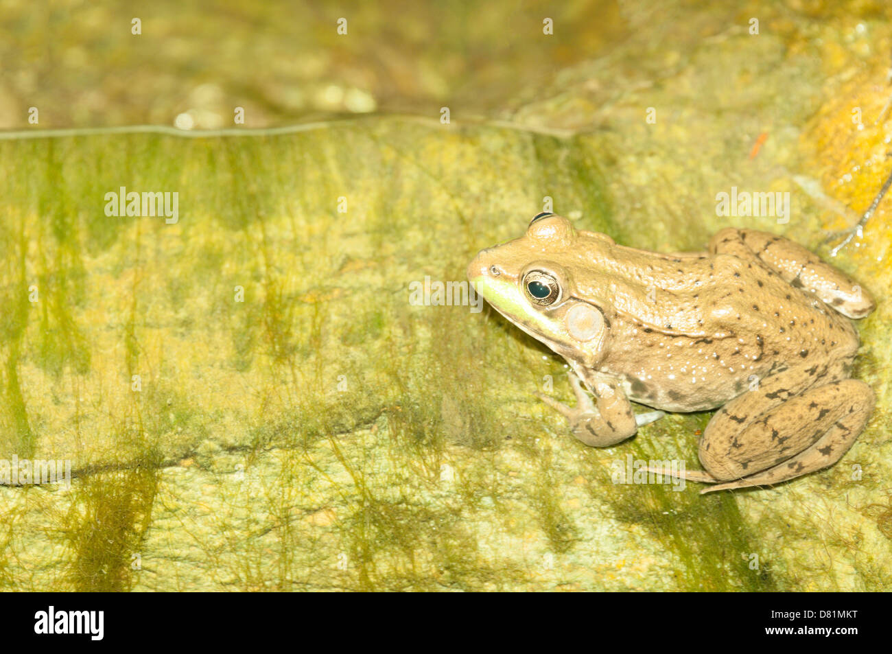 Northern Green Frog (Rana clamitans melanota) female Stock Photo - Alamy