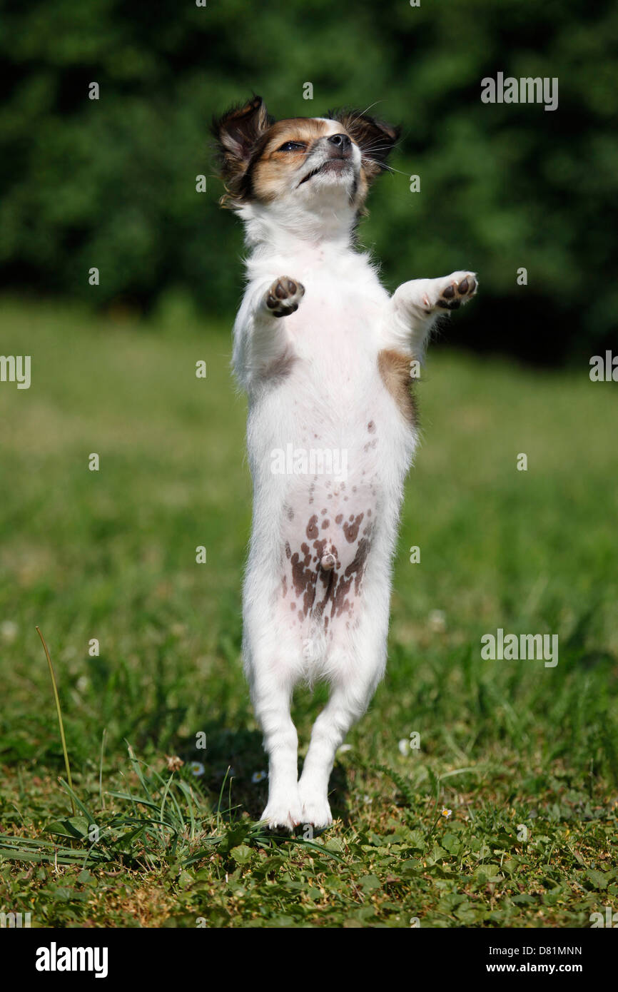 Mongrel dog jumps hi-res stock photography and images - Alamy
