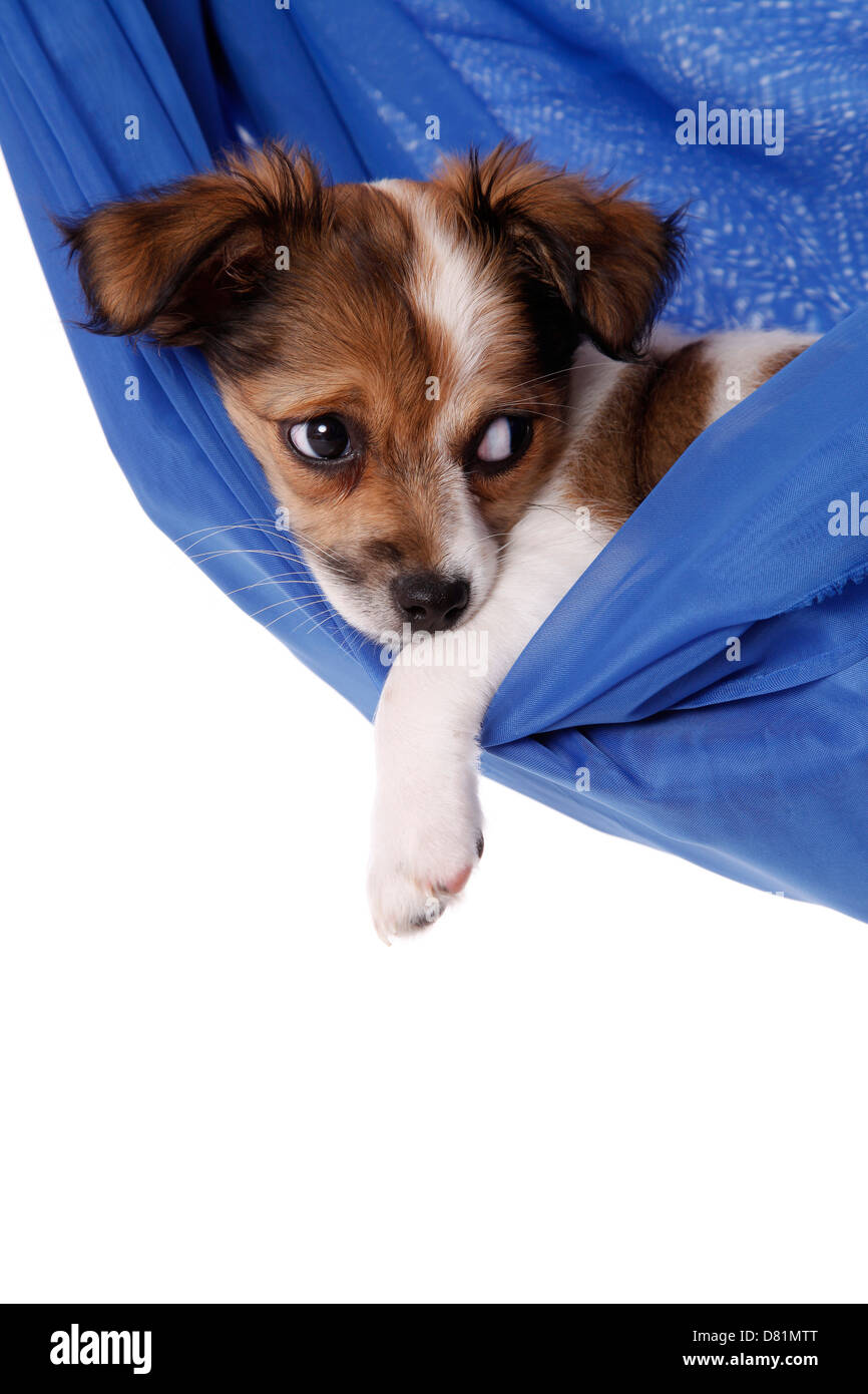 Hangdog look hi-res stock photography and images - Alamy